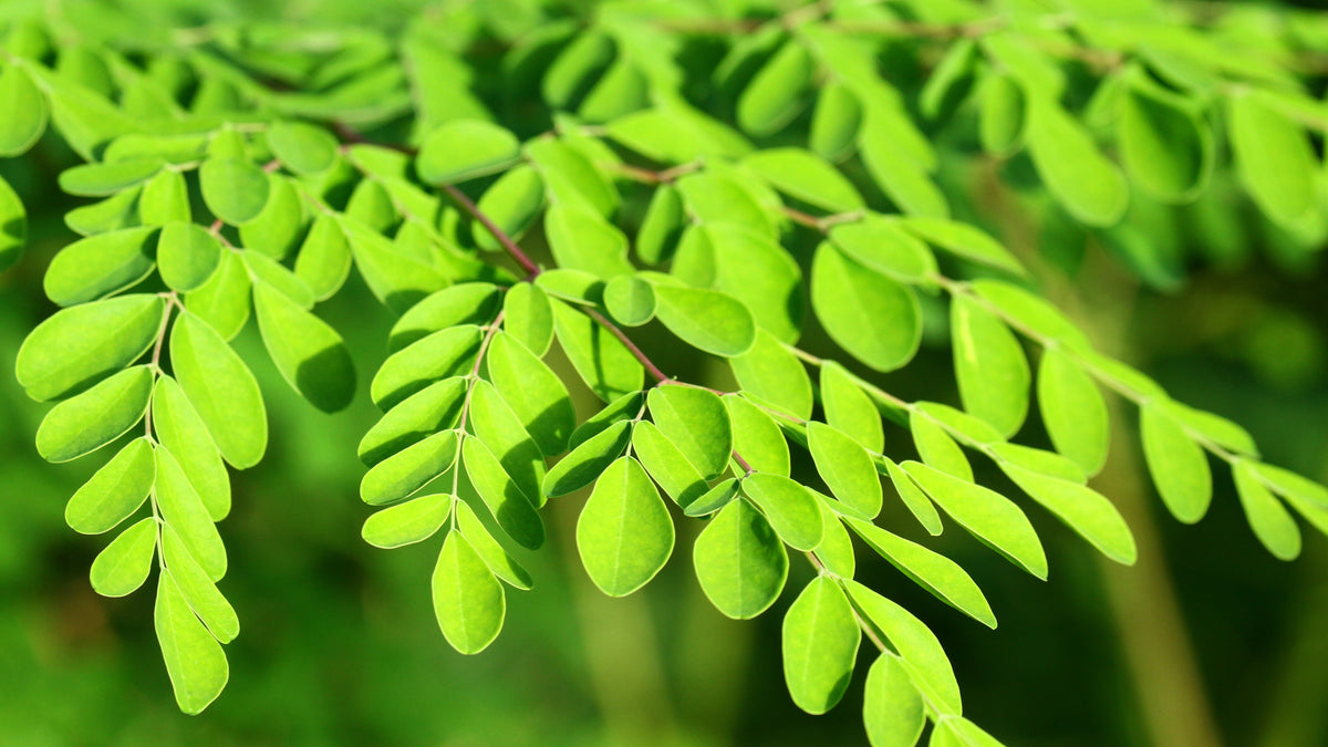 Moringa – Canadian Moringa